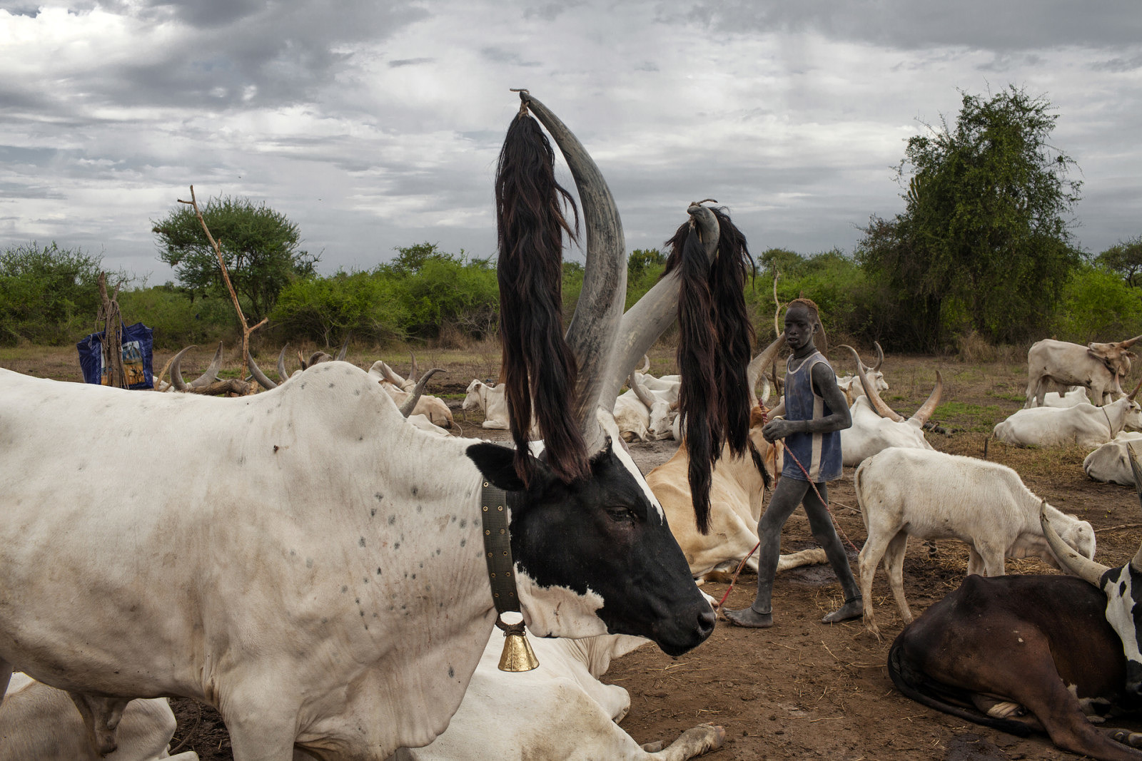 South Sudan, "A wild country grows in South Sudan" - Marco Di Lauro