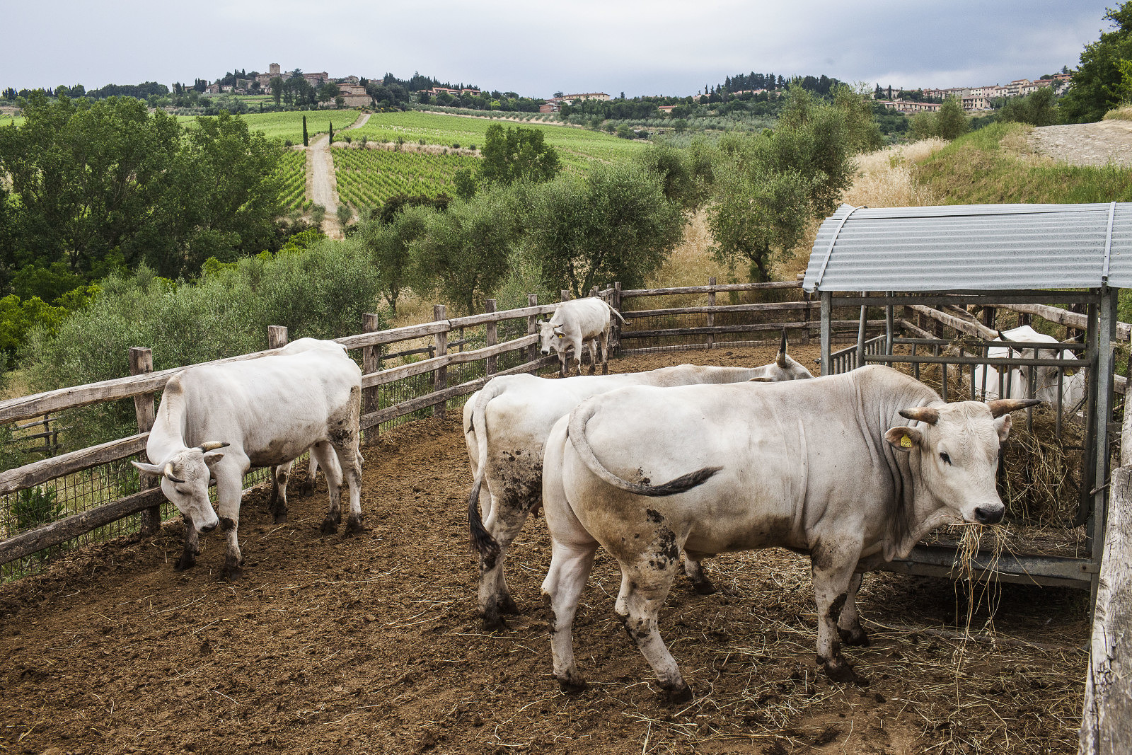 Italy, “The Italy To Eat” - Marco Di Lauro